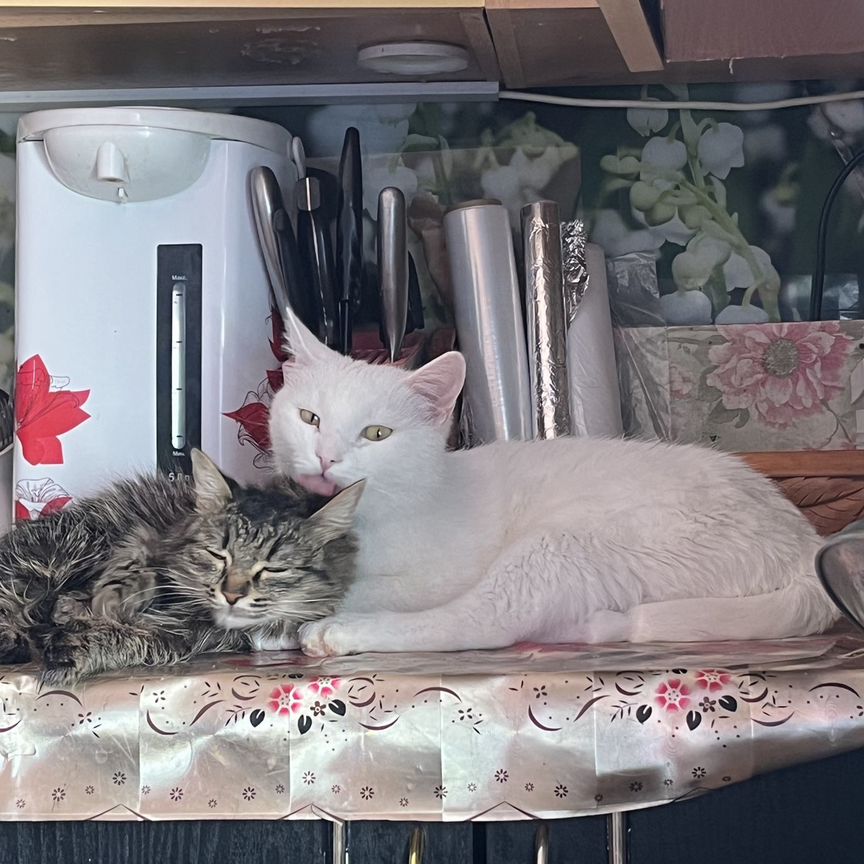 Взрослый кот в добрые руки