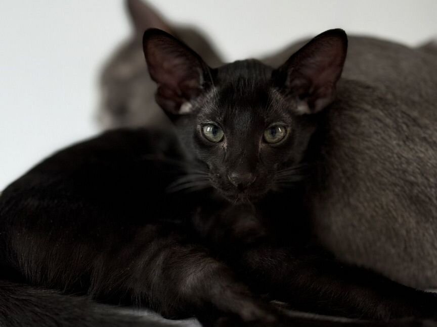 Ориентальные котята