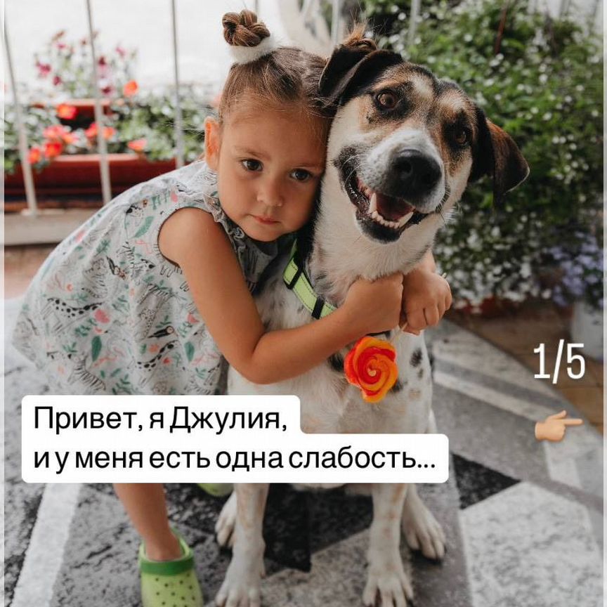 Взрослая собака в добрые руки