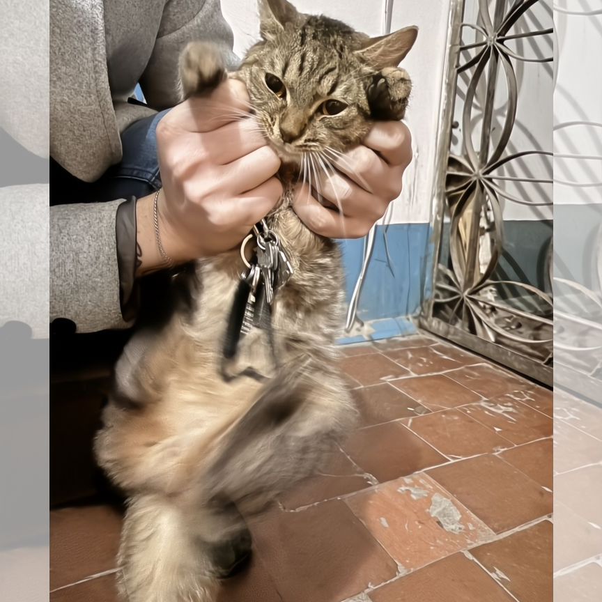 Шотландский прямоухий короткошёрстный котёнок