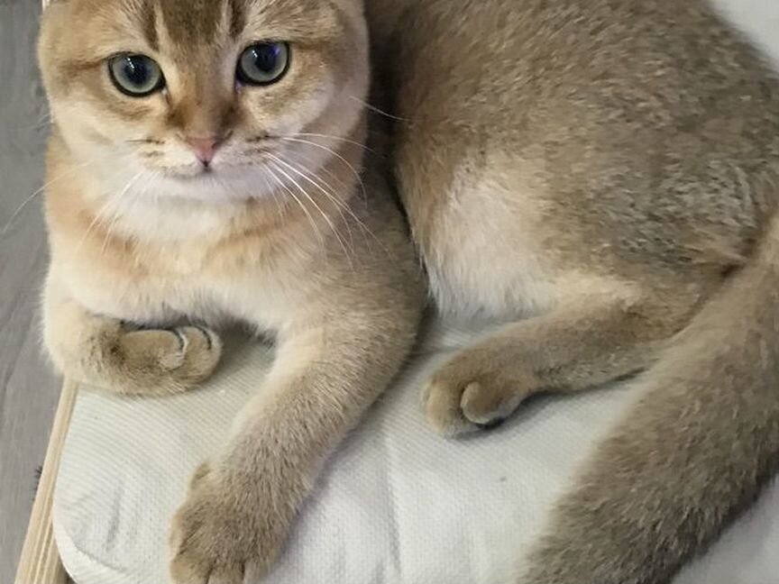 Кот золотая шиншилла