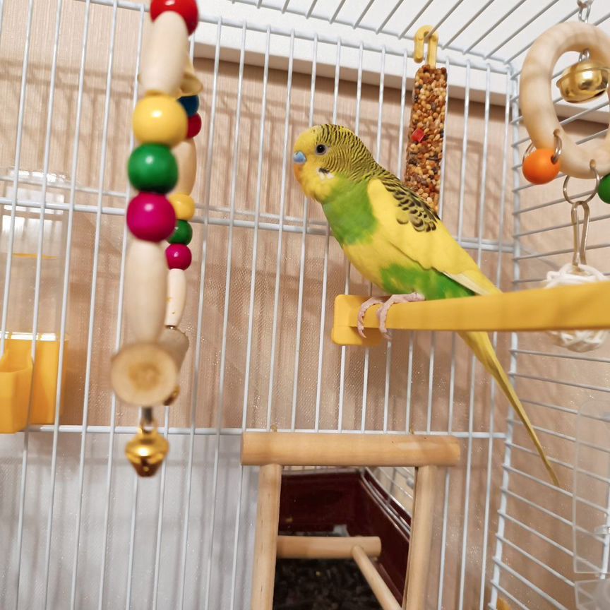 Волнистый попугайчик Тоша