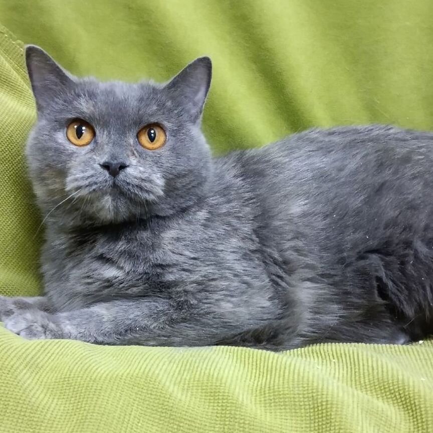 Британская короткошёрстная, взрослая кошка