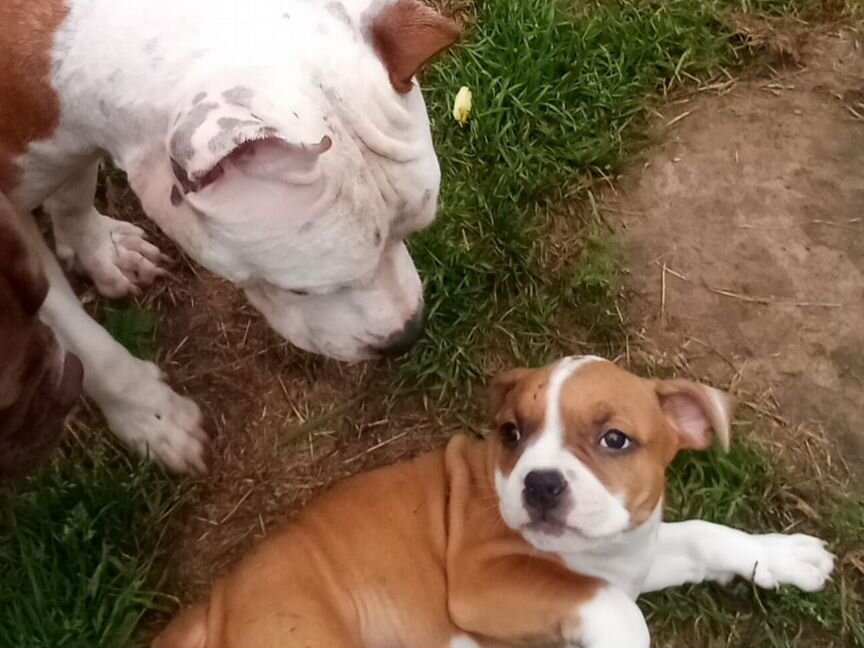 Американский стаффордширский терьер щенки