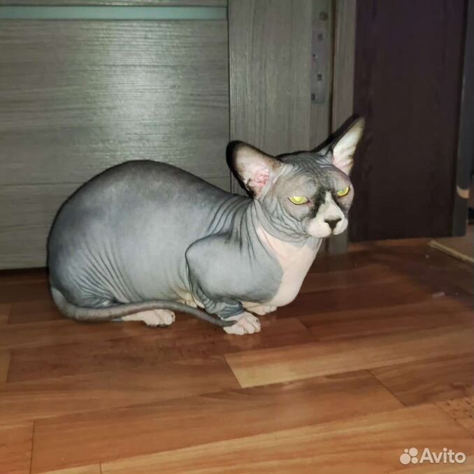 Сфинкс бомбино