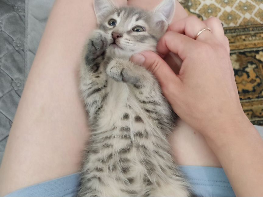 Котёнок в добрые руки