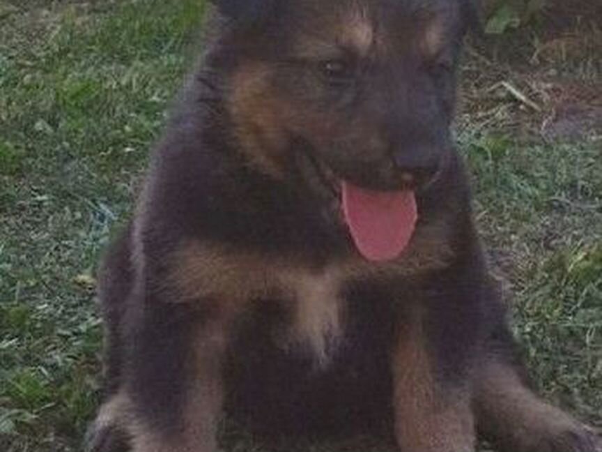 Немецкая овчарка