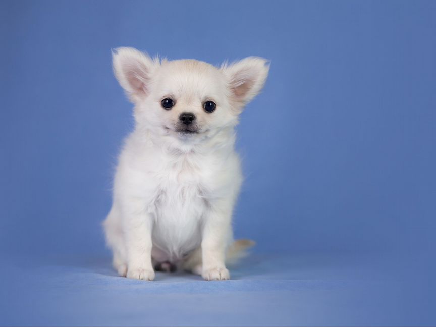 Чихуахуа девочка в продаже