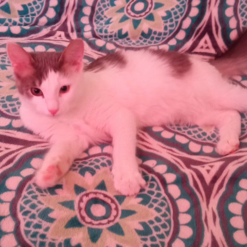 Котики бесплатно в добрые руки
