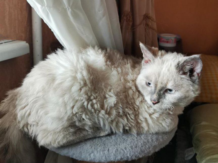 Селкирк-рекс котёнок девочка больше года