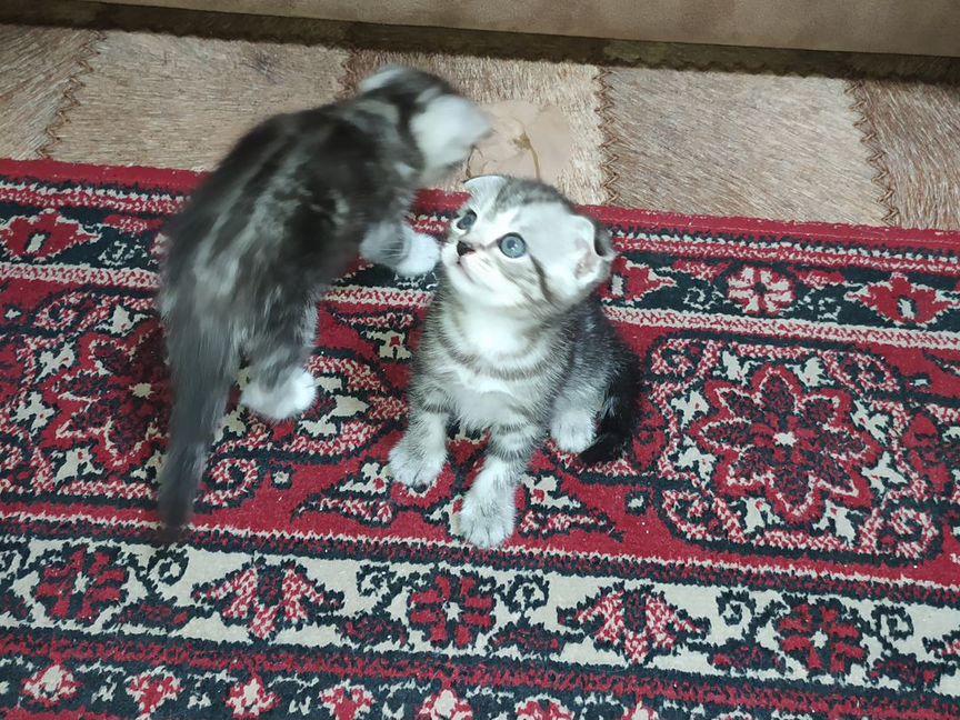Котята