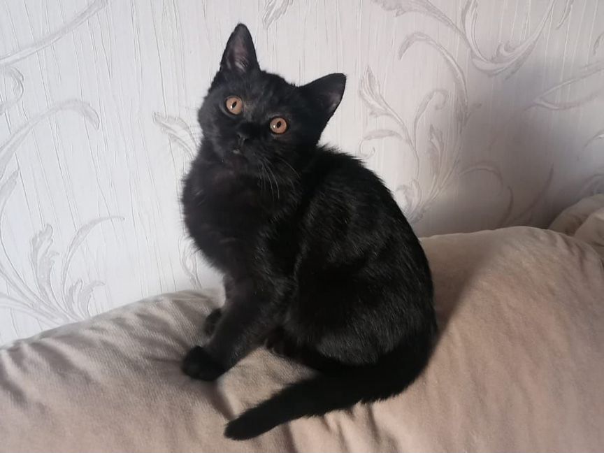 Котенок