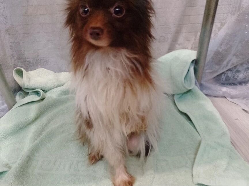 Собака в добрые руки