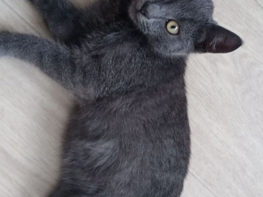 Отдам в добрые руки