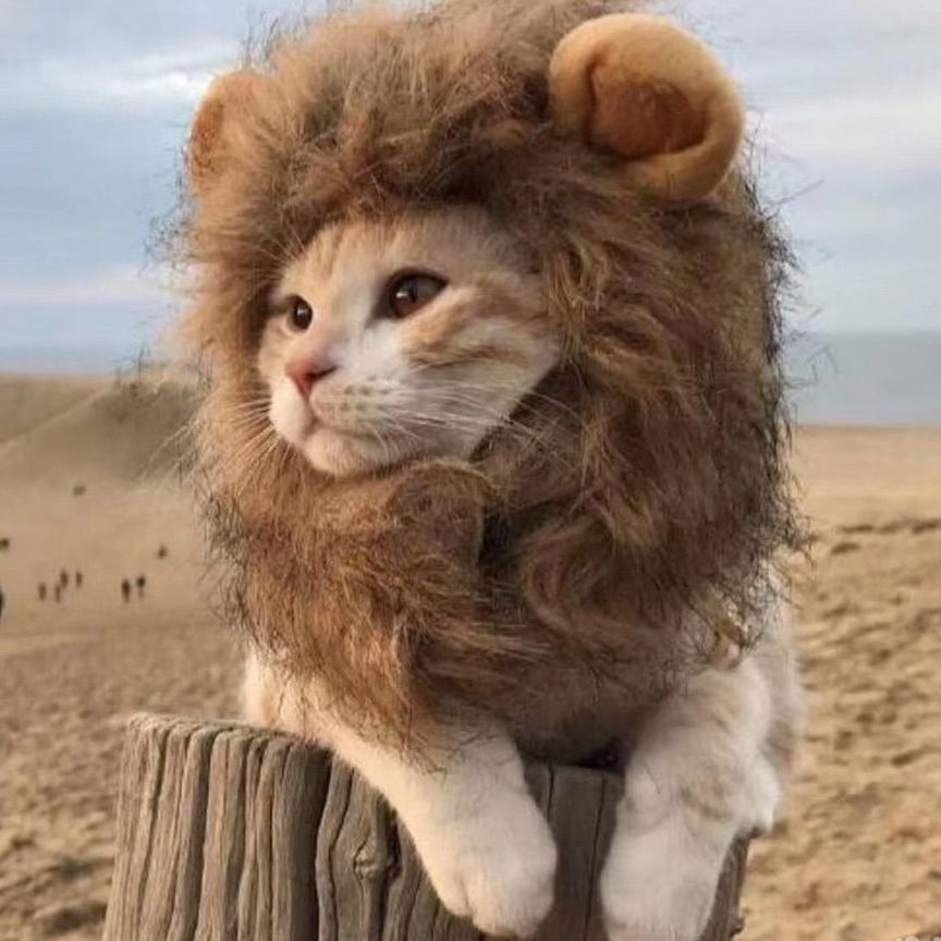 Шапочка льва для кошки (новая)