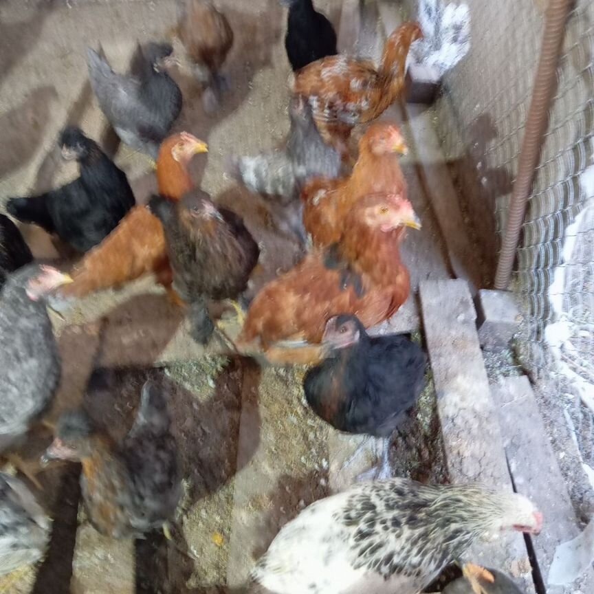 Цыплята несушки 2,5 месяца