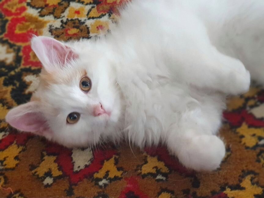 Мальчик котенок доставка