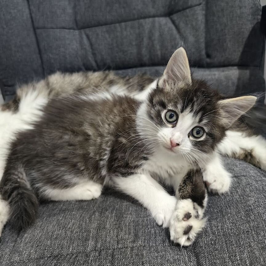 Кот помесь бобтейла