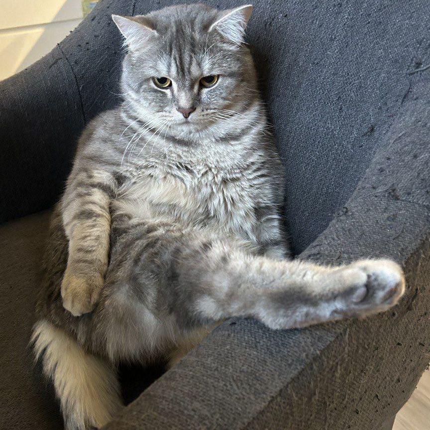 Взрослый кот в добрые руки