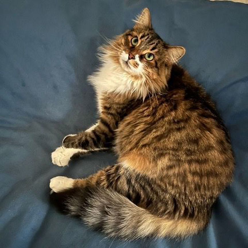 Пушистый кот в добрые руки бесплатно