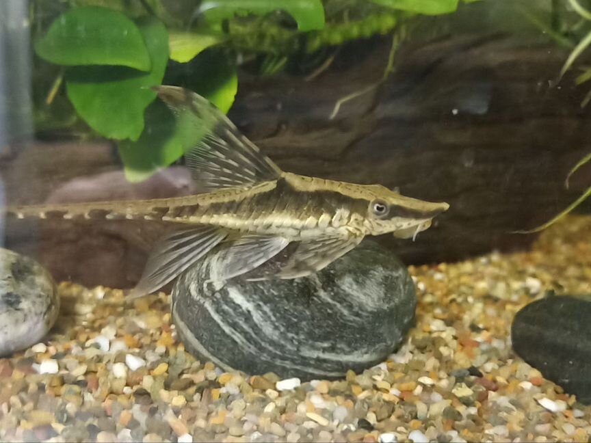 Стурисома панамская