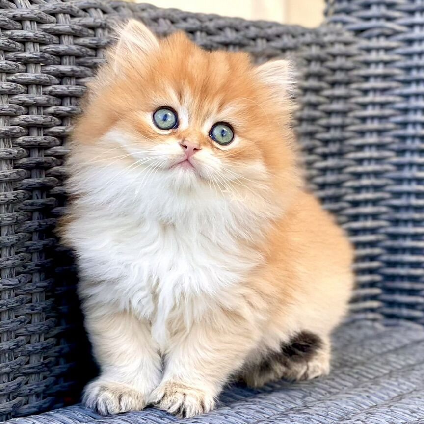 Британская золотая шиншилла