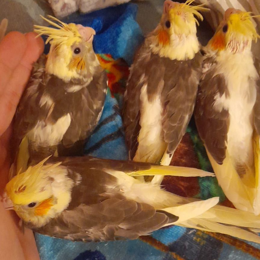 Попугай корелла птенец