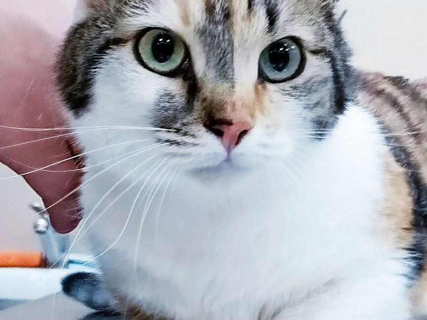 Кошка Алиска в дар