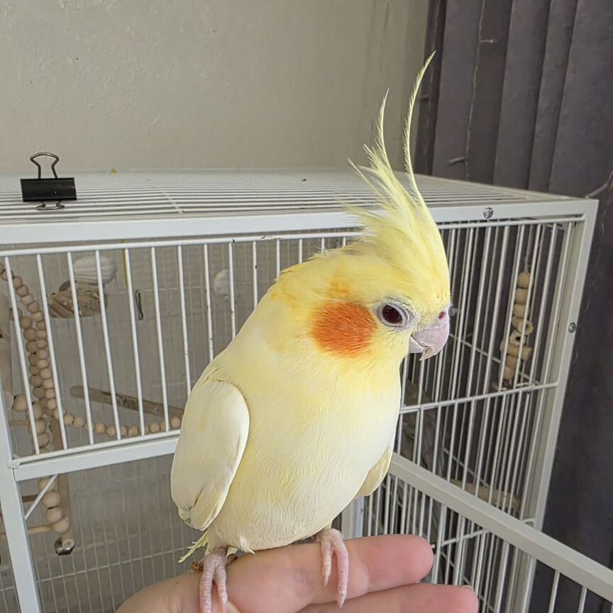 Пара Корелл с обустроенной клеткой и домом