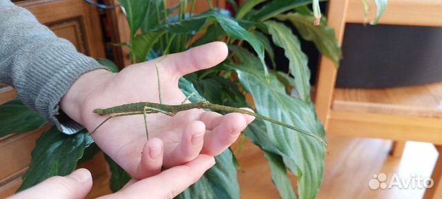 Аннамские палочники