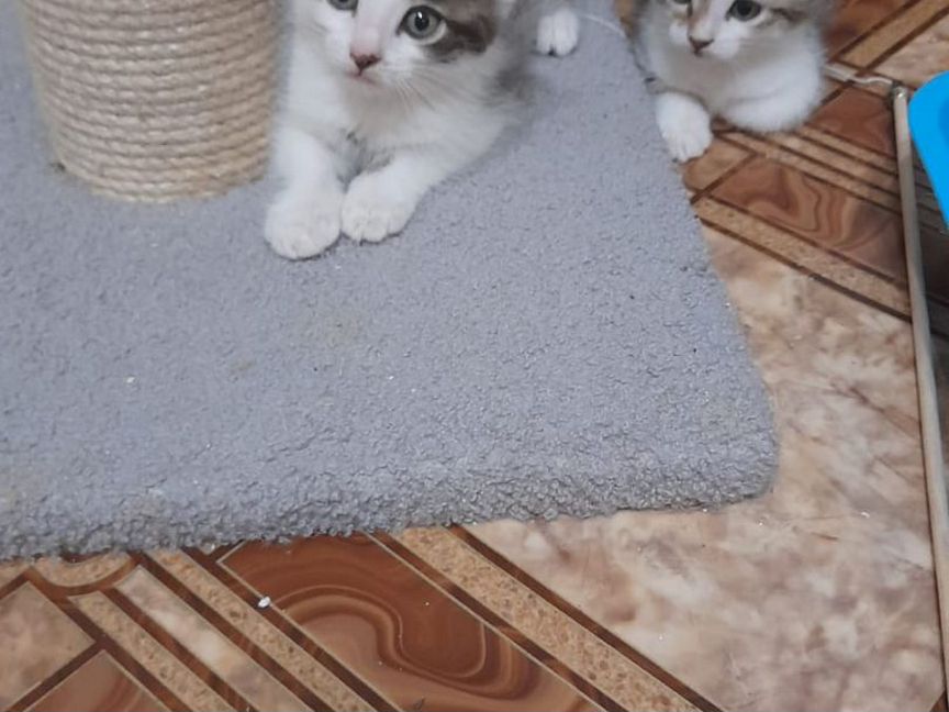 Кошки в добрые руки бесплатно