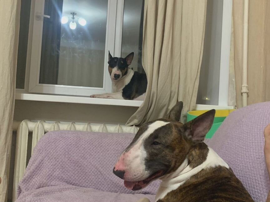 Стандартный бультерьер