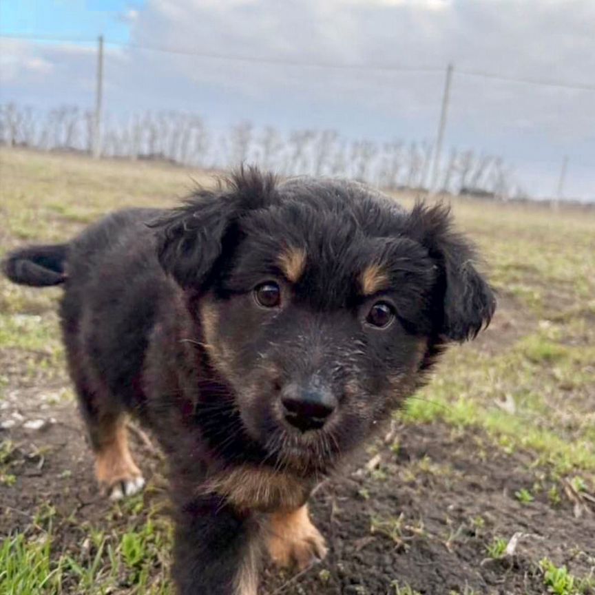 Отдам бесплатно щенки