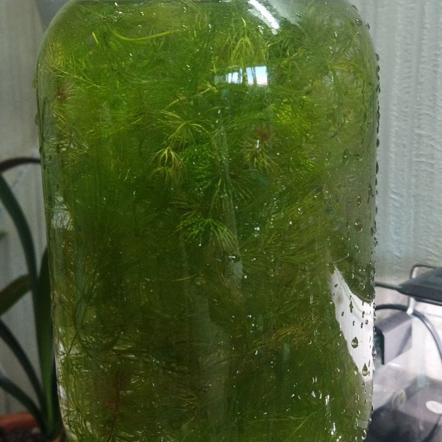 Роголистник