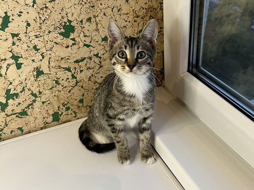 Котенок