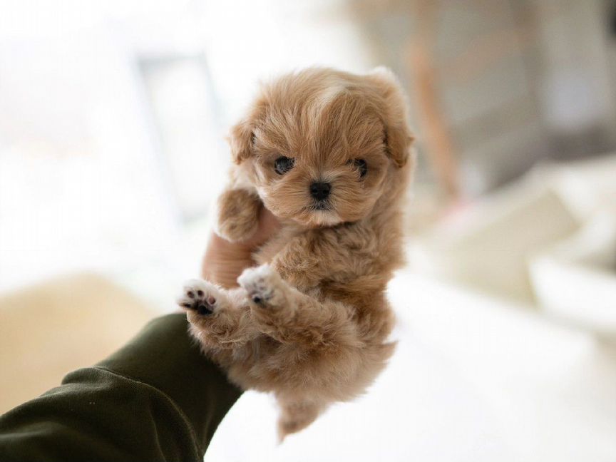 Топ щенки мальтипу и той-пудель