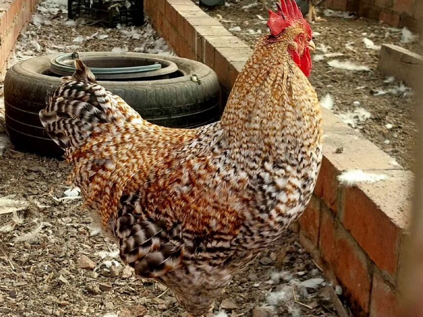 Петух Билефельдер,Барневельдер,Маран