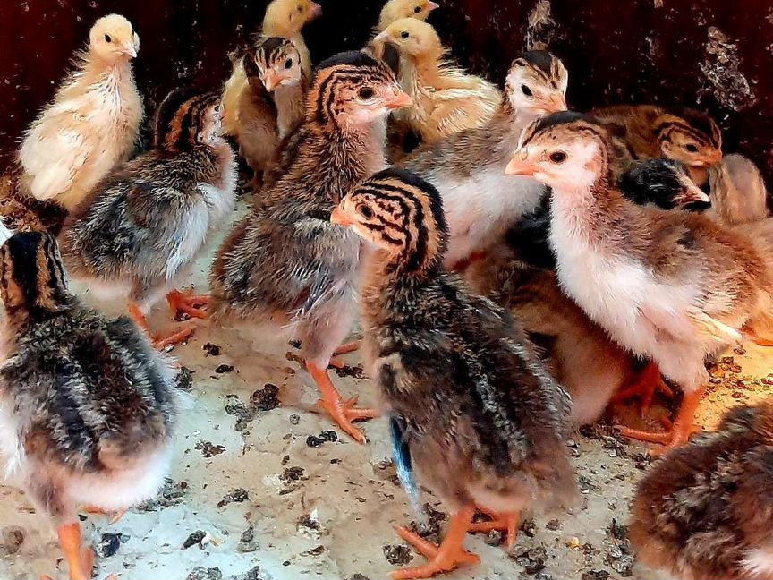 Цыплята цесарки