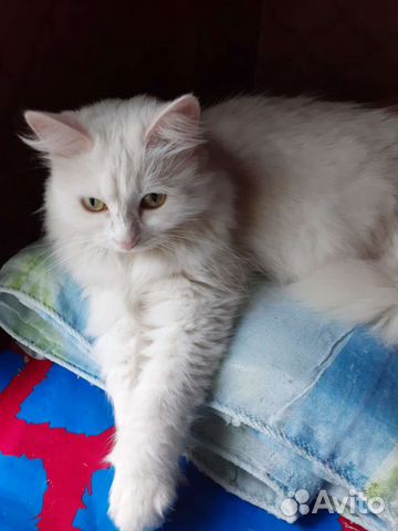 Шикарная кошь