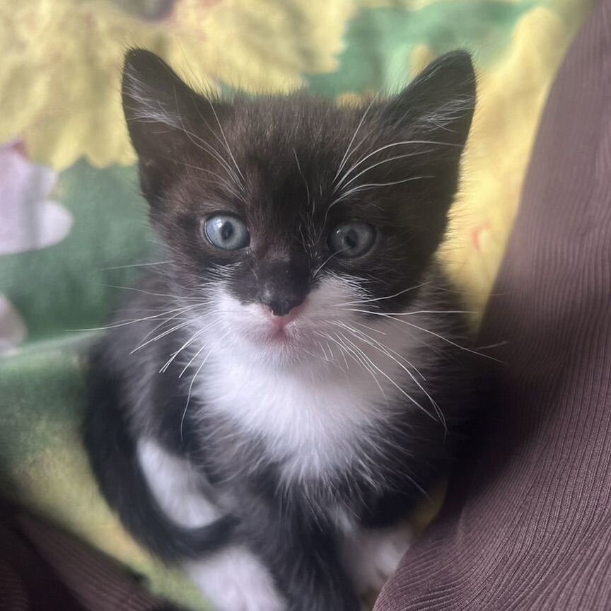 Котята