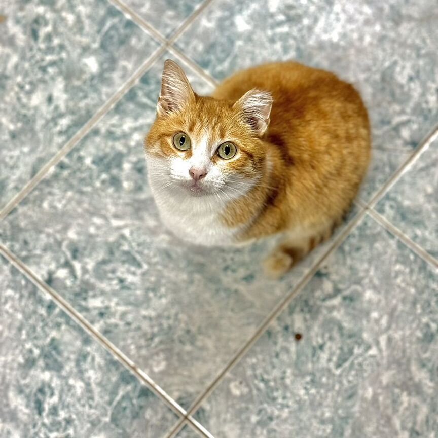 Стерилизованная кошечка