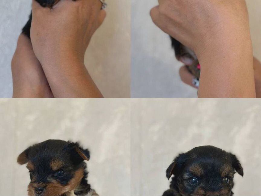 Йоркширский терьер щенки