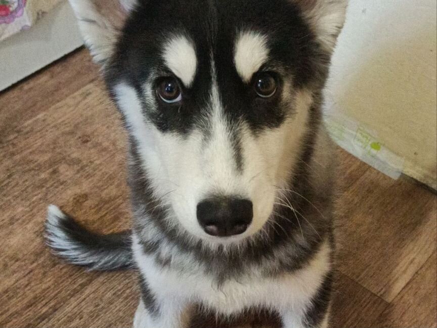 Сибирский хаски