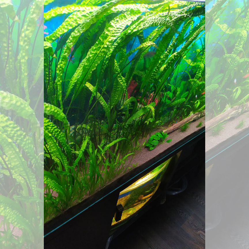 Криптокорина