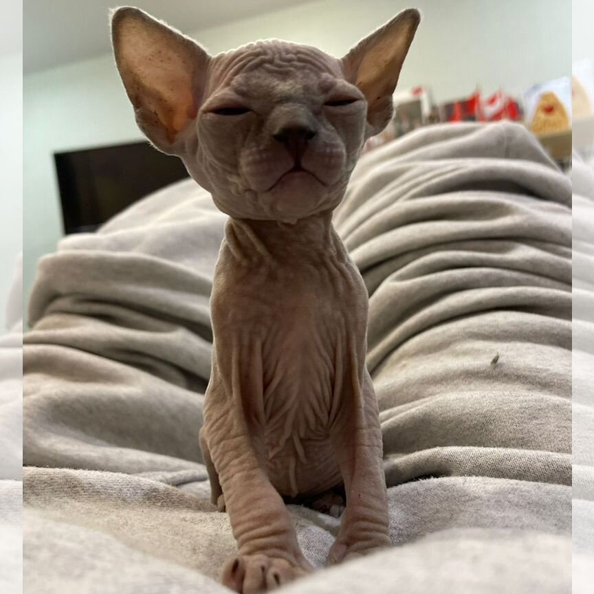 Канадский сфинкс