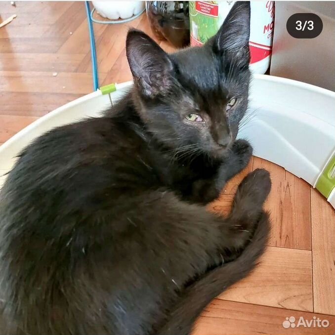 Котенок девочка 2 месяца,здорова,лоток отлично