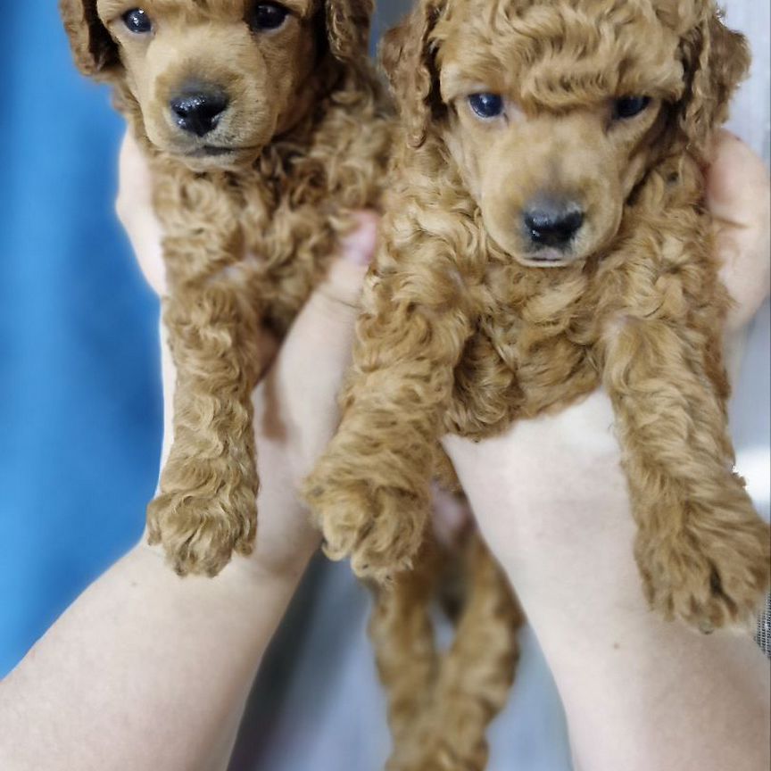 Той-пудель/мини ред браун