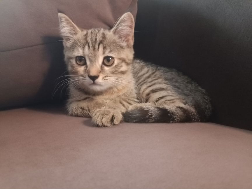 Котенок 2 месяца девочка отдам бесплатно