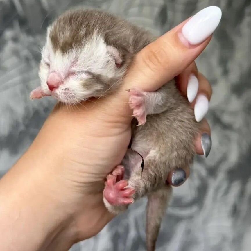 Шотландский прямоухий короткошёрстный котёнок