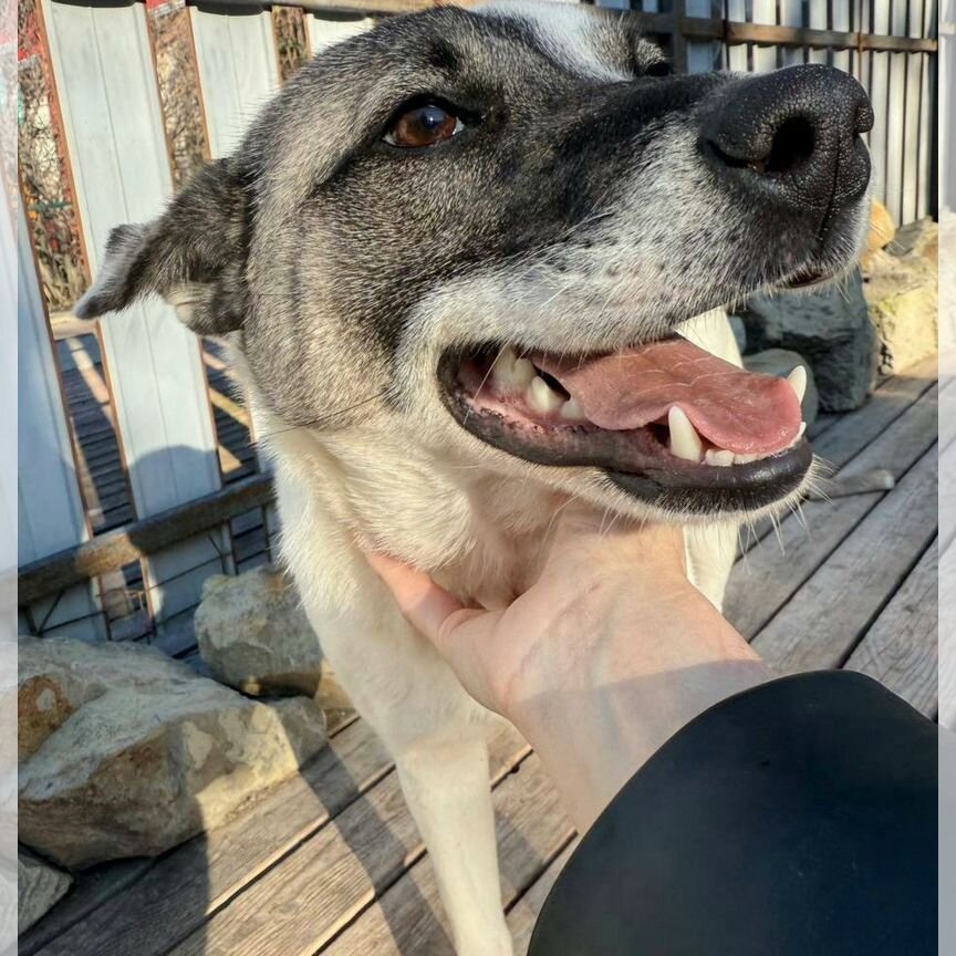 Взрослая собака в добрые руки